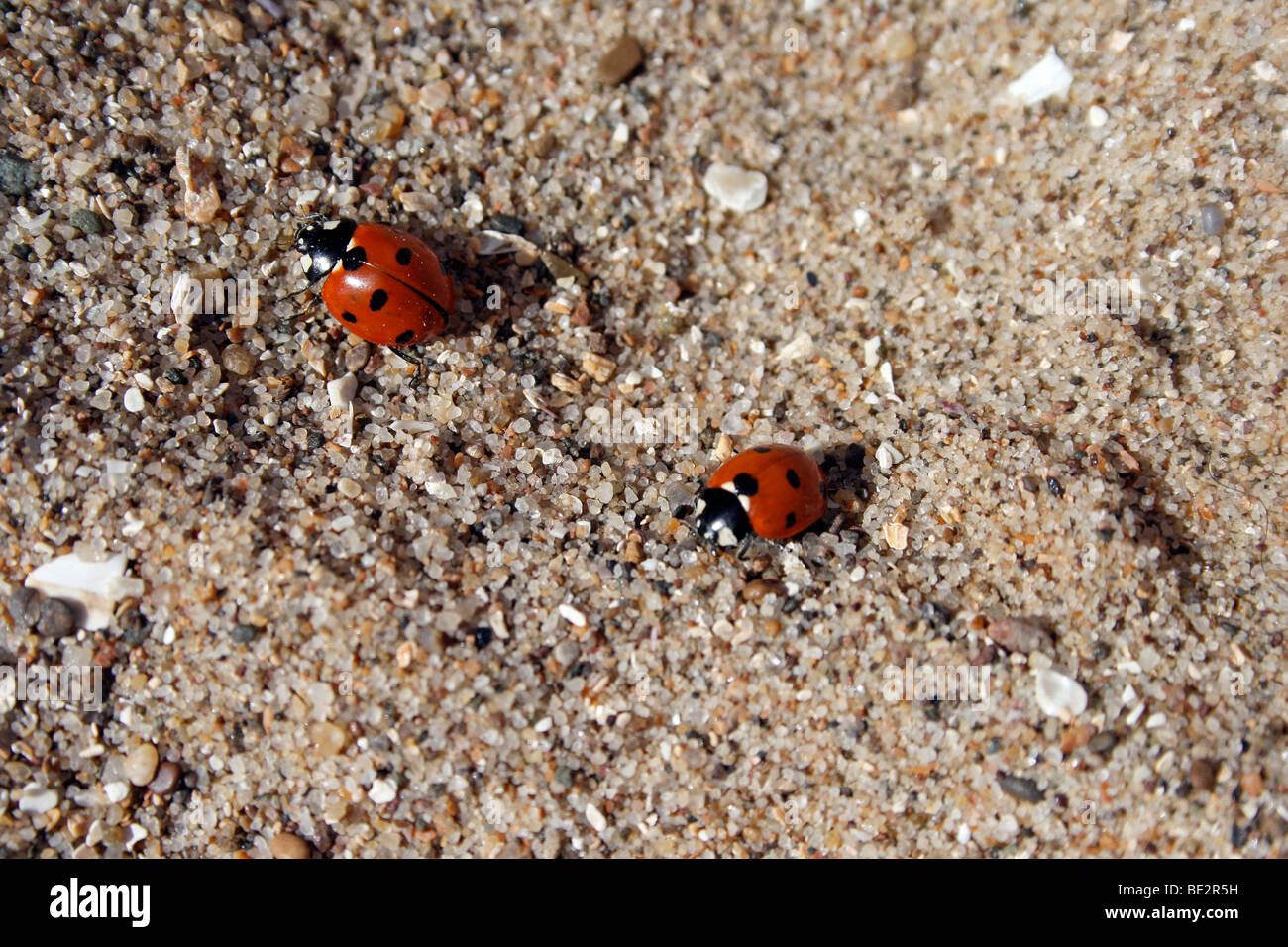 Ladybirds hi-res stock photography and images - Alamy