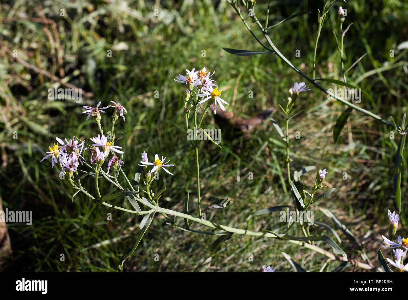 Thrift, Sea Pink, Armeria maritima Stock Photo - Alamy