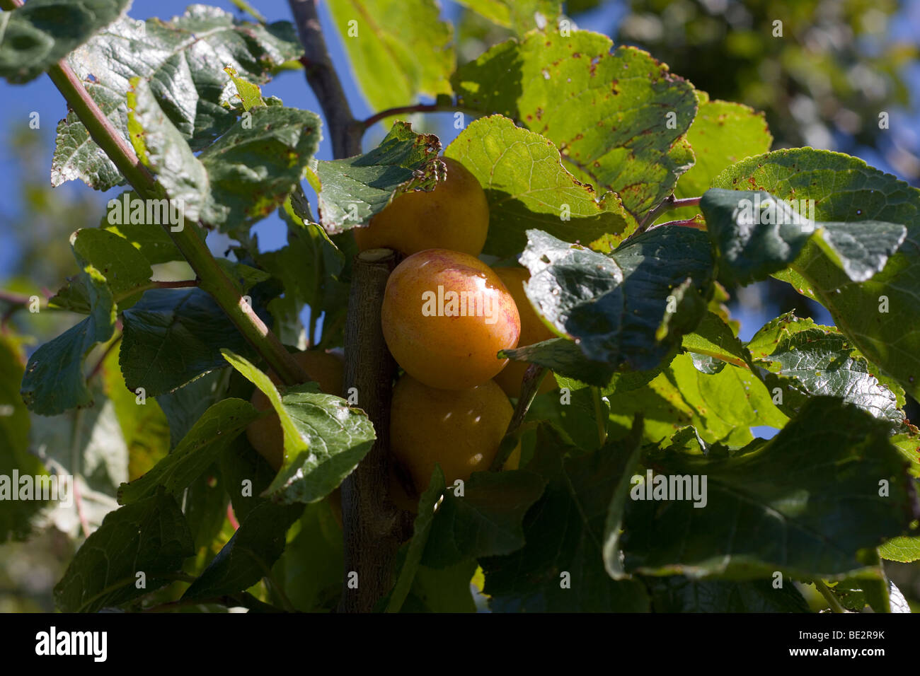 Oolin's Golden Gage Stock Photo - Alamy