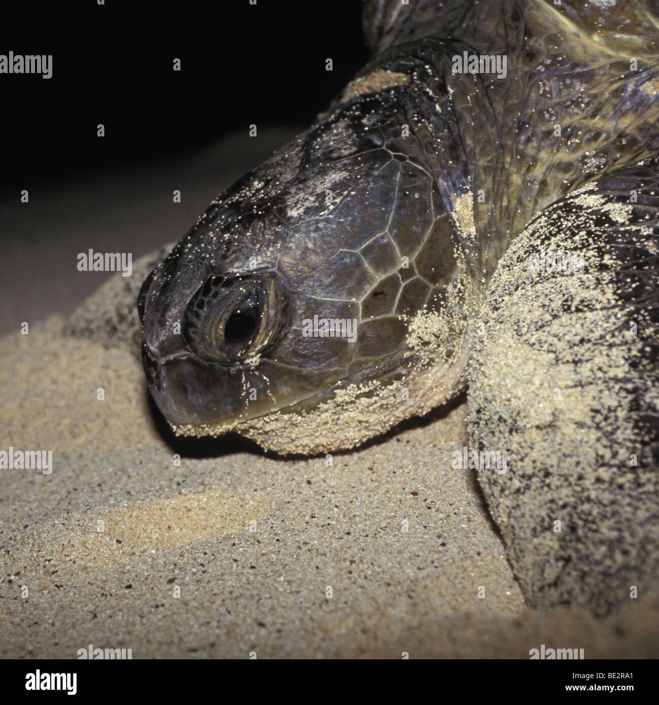 giant turtle head shot Stock Photo - Alamy