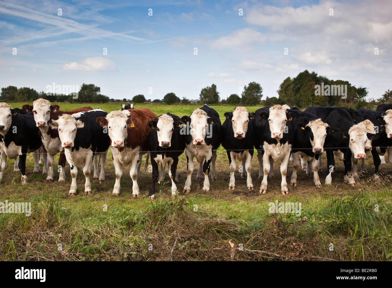 Young bullocks in a field, Somerset Levels Stock Photo - Alamy