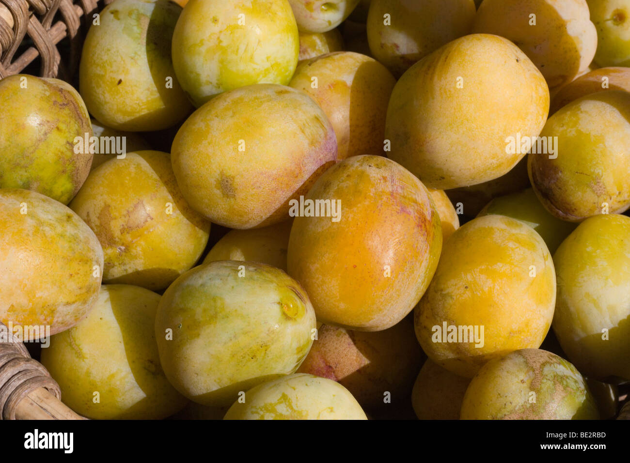 Oolin's Golden Gage Stock Photo - Alamy