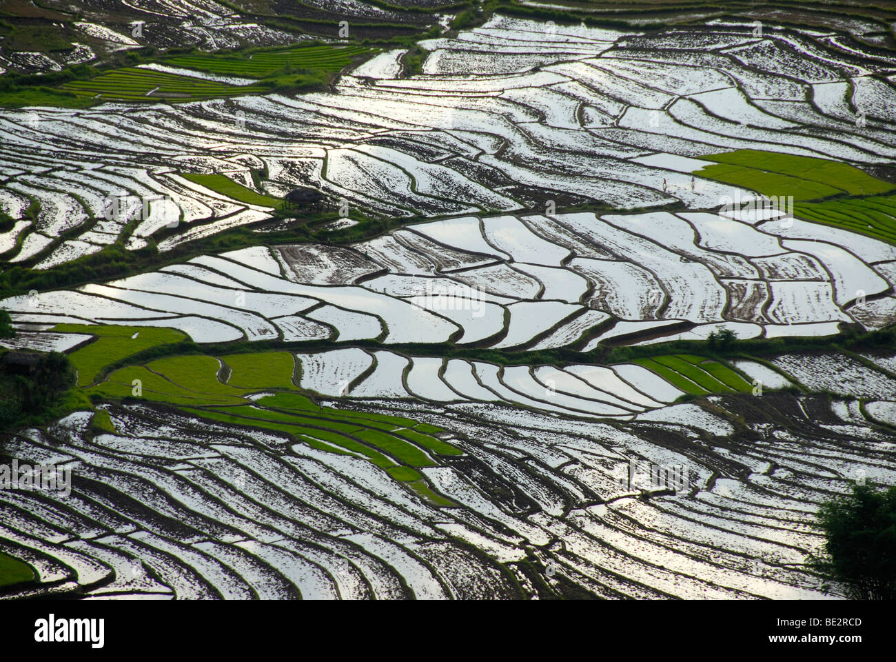 Rice, rice cultivation, rice terraces on a slope filled with water at ...