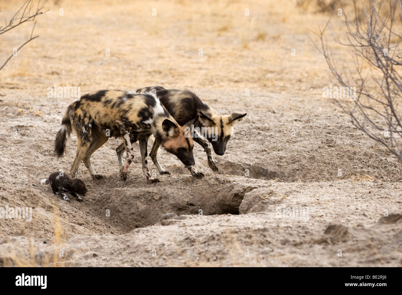 African wild dogs pups den hi-res stock photography and images - Alamy