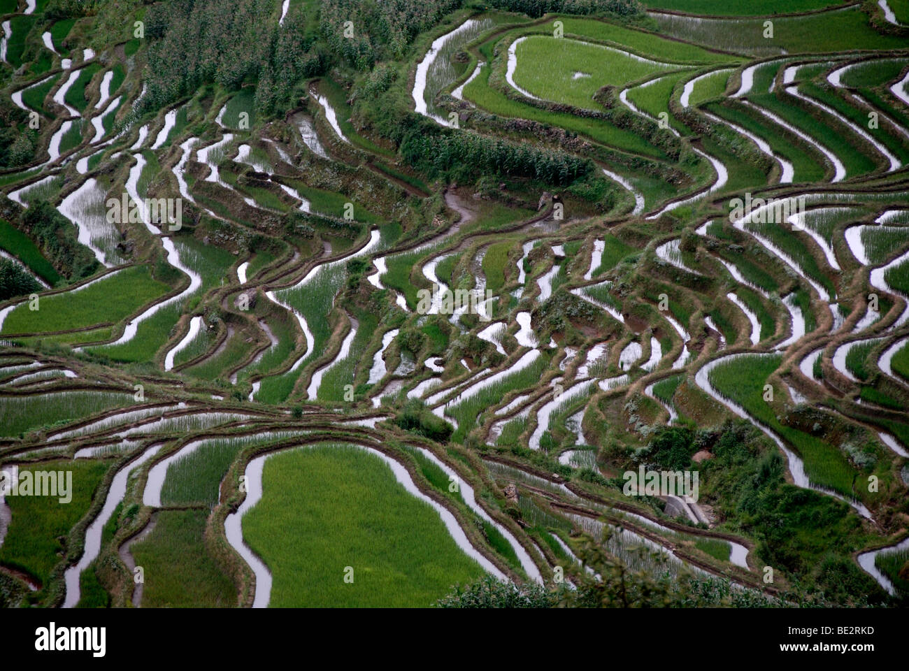 Green rice fields on the hillside, terraced rice fields, Yuanyang, in ...