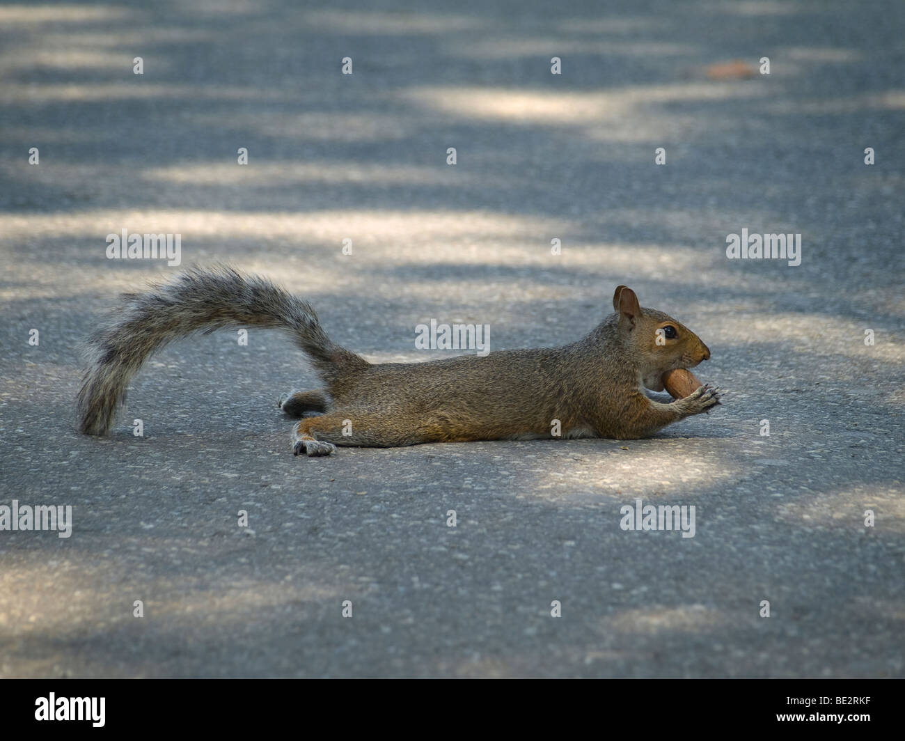A grey squirrel laying on the street while eating a nut Stock Photo - Alamy