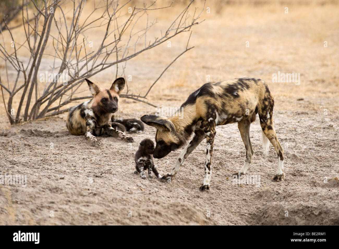 African wild dogs pups den hi-res stock photography and images - Alamy