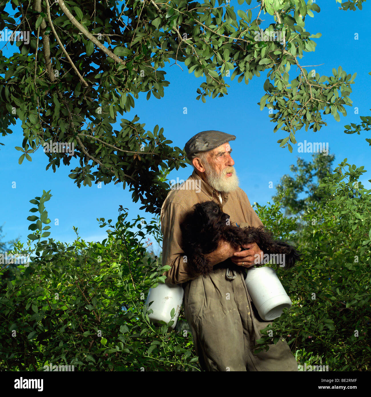 Berry picking buckets hi-res stock photography and images - Alamy