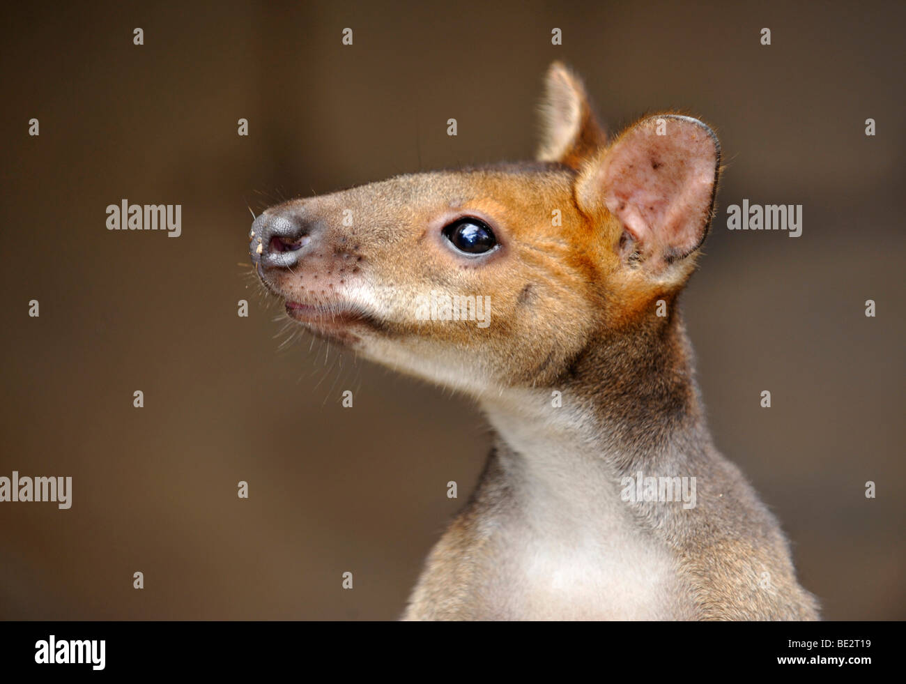 Red-legged Pademelon (Thylogale stigmatica), Queensland, Australia ...