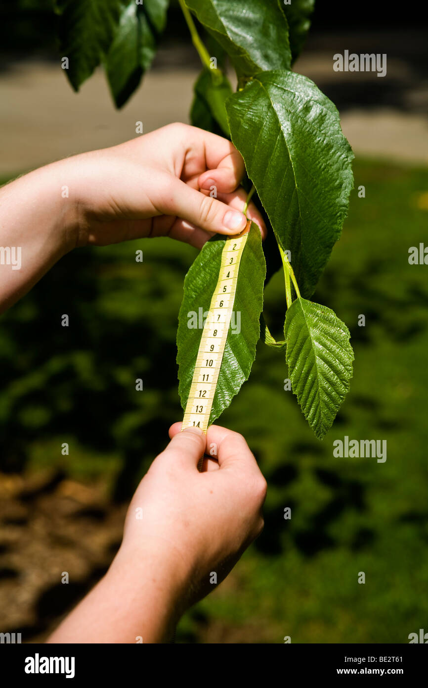 11-12 year years old child children Measuring length leaf ElderTree ...