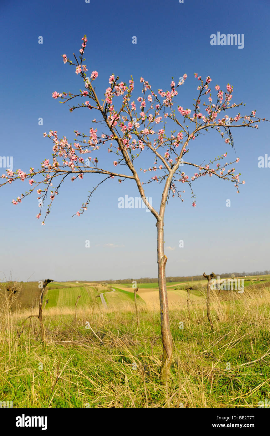 Young peach tree hi-res stock photography and images - Alamy