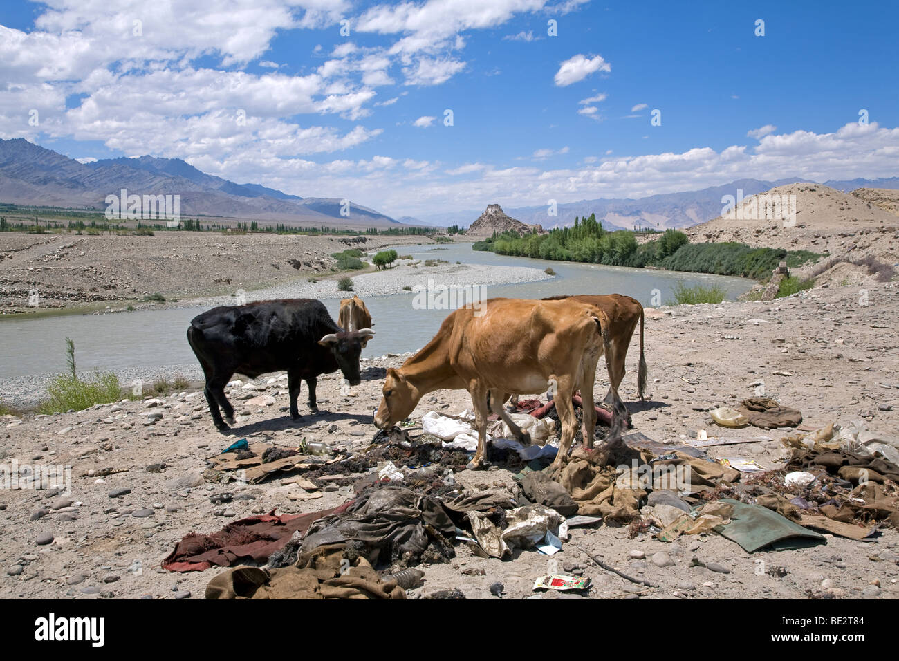 Cow eating garbage india hi-res stock photography and images - Alamy