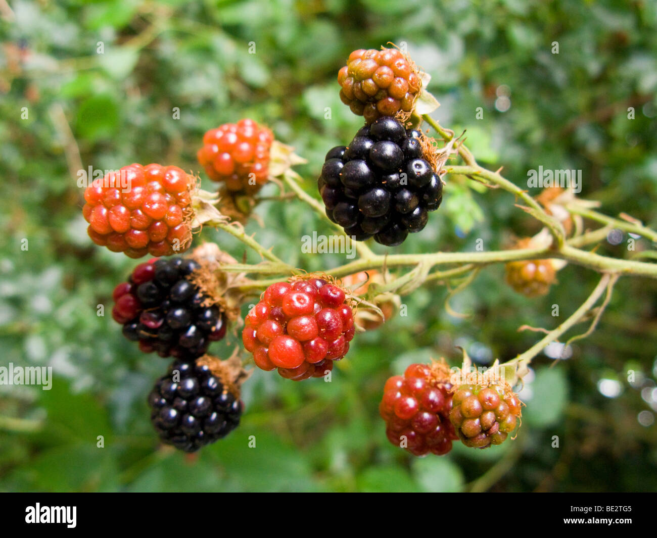 Un fruit hi-res stock photography and images - Alamy