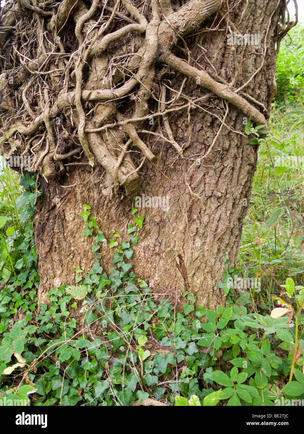 Strangled tree hi-res stock photography and images - Alamy