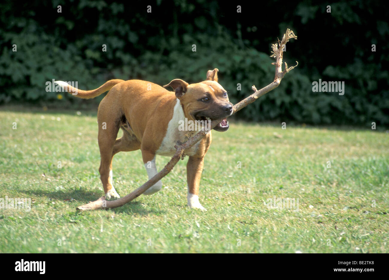 red Staffordshire bull terrier running with stick Stock Photo - Alamy