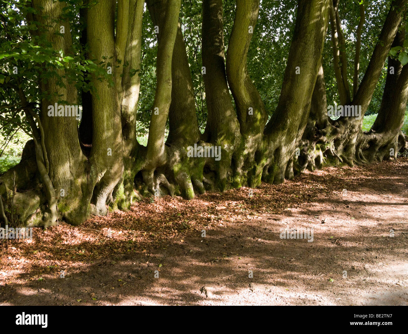 Hazelmere hi-res stock photography and images - Alamy