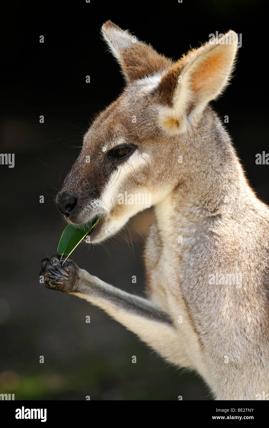 Wallaby eating leaves hi-res stock photography and images - Alamy