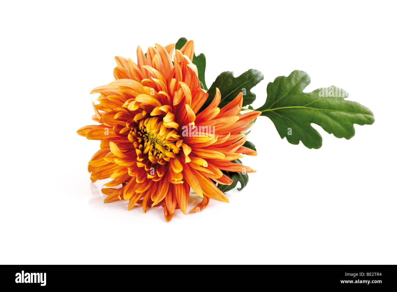 Chrysanthemum chrysanthemum indicum hi-res stock photography and images ...
