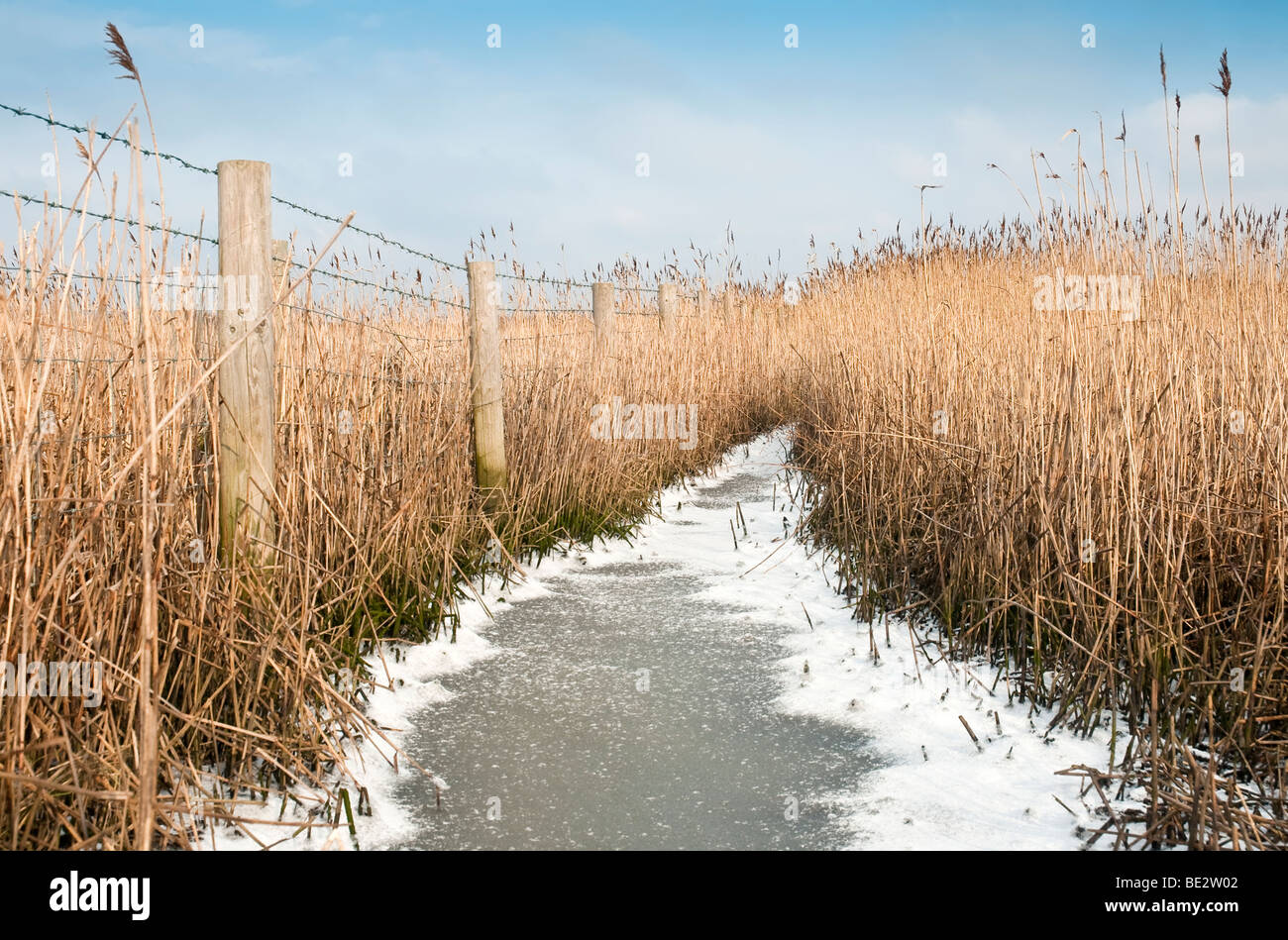 Frozen channel of water between reeds in the marshland at Christchurch ...
