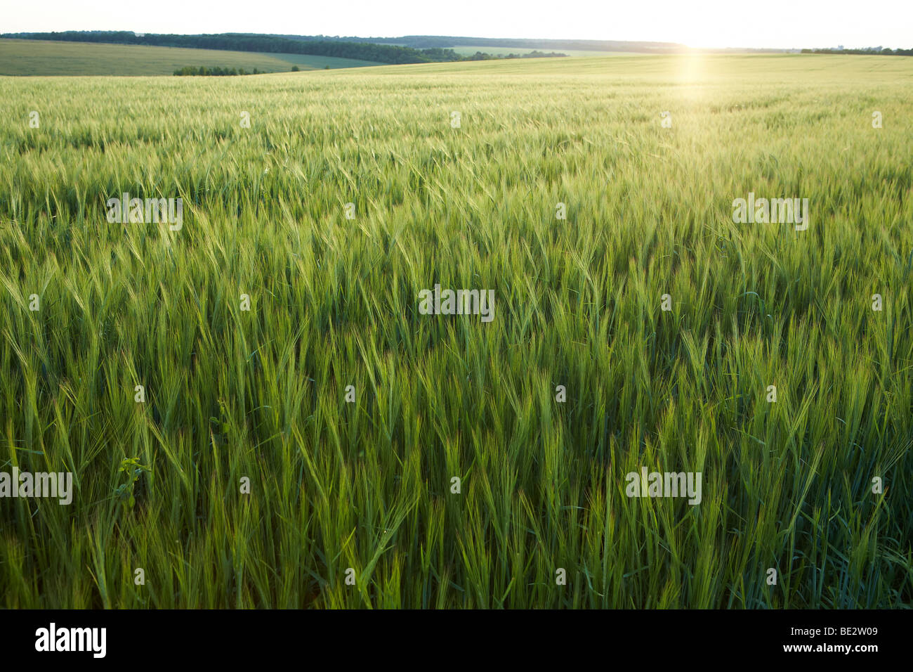 Barley field - sunset theme Stock Photo - Alamy