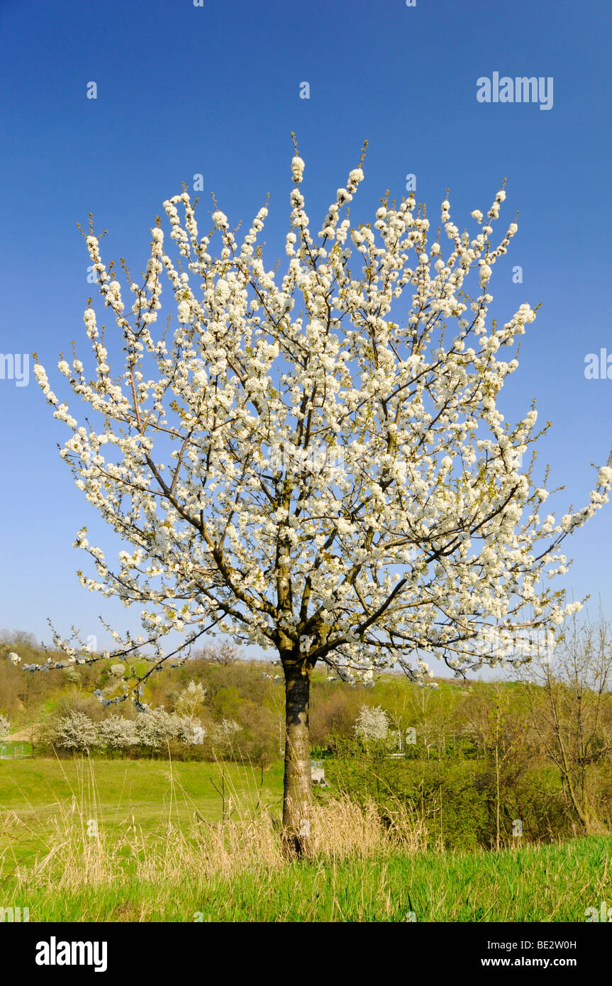 Young flowering Cherry tree (Prunus avium), Weinviertel, wine quarter ...