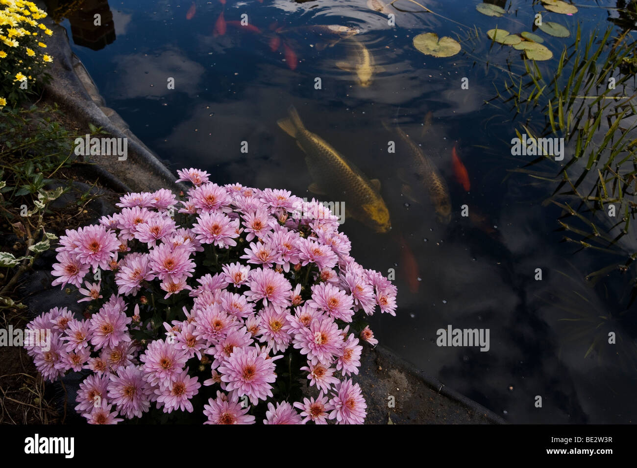 fish pool with flowers Stock Photo - Alamy