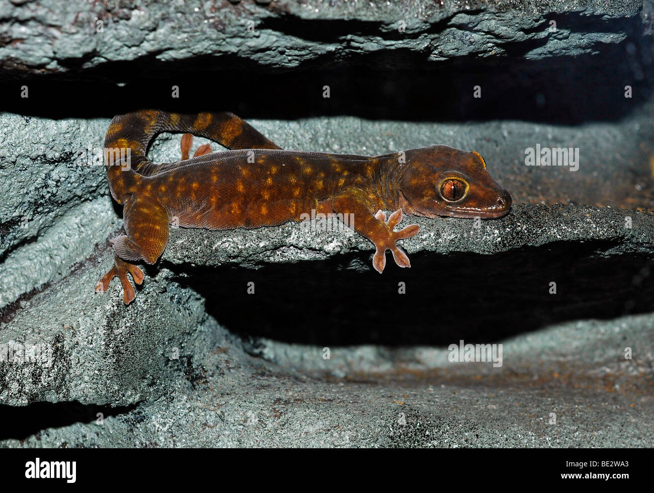 Giant cave gecko hi-res stock photography and images - Alamy
