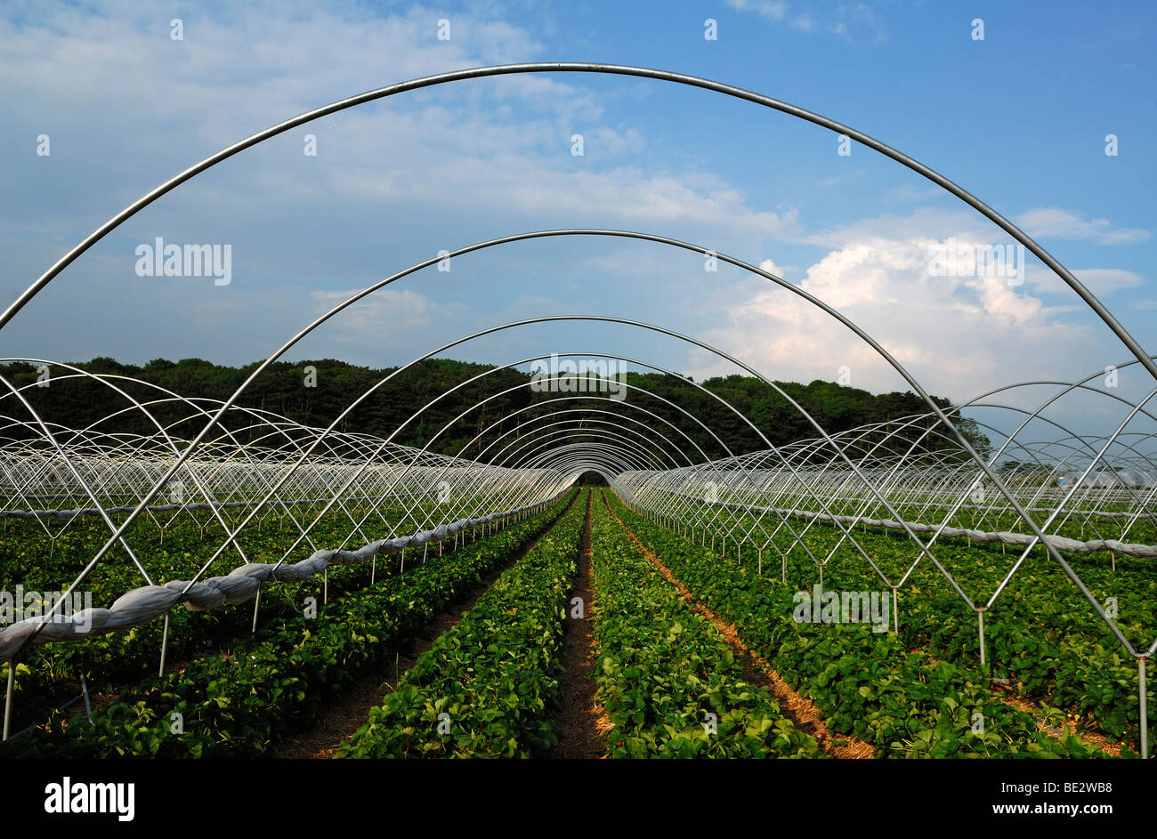 English plantations hi-res stock photography and images - Alamy