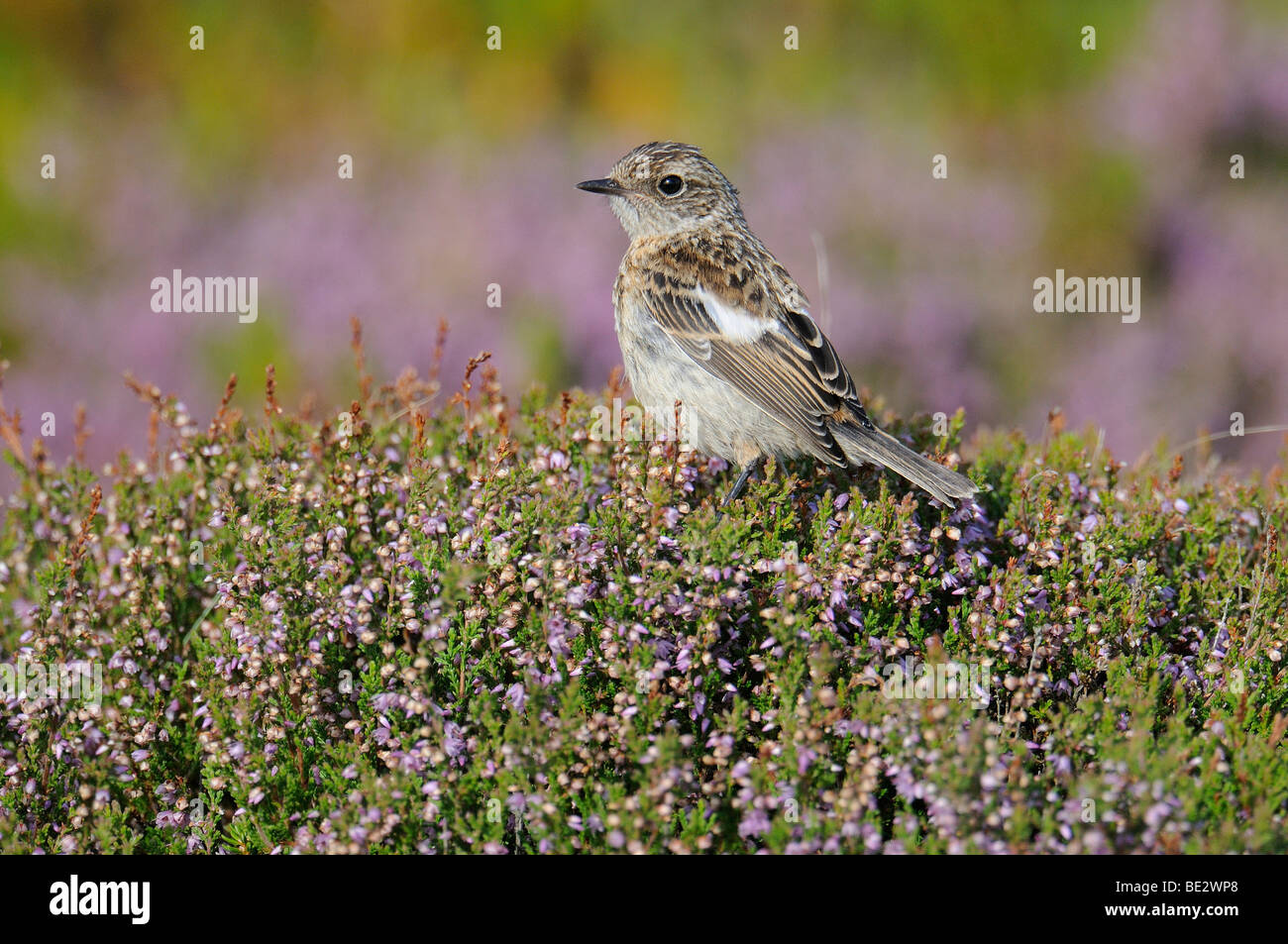 Female african stonechat hi-res stock photography and images - Alamy
