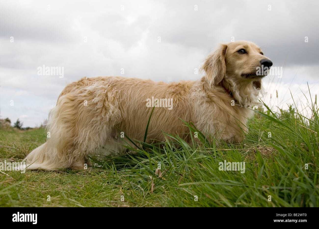 Standard dachshund long haired hi-res stock photography and images - Alamy