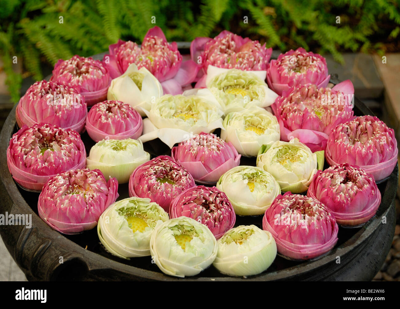 Floating lotus flowers hi-res stock photography and images - Alamy