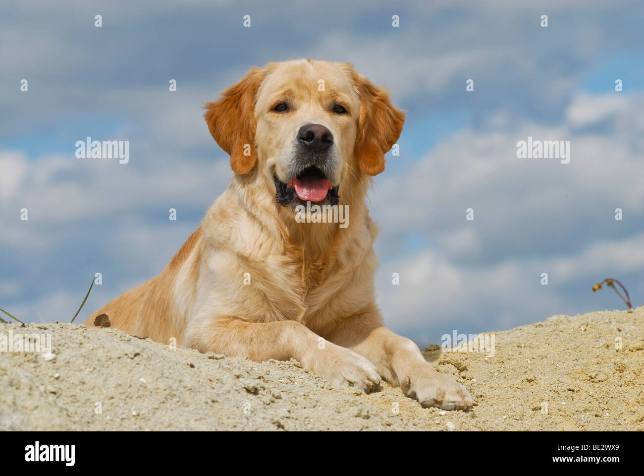 Golden Retriever lying in the sand Stock Photo - Alamy