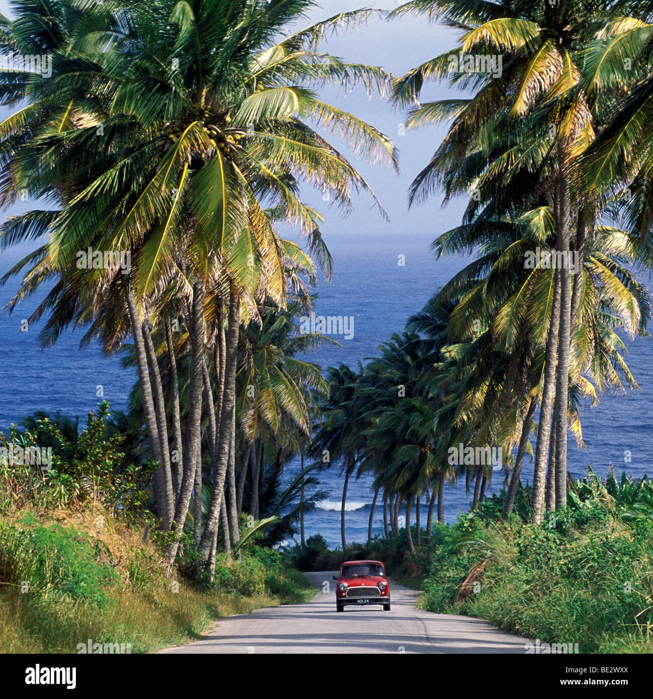 red car driving along tree lined road in Barbados Stock Photo - Alamy