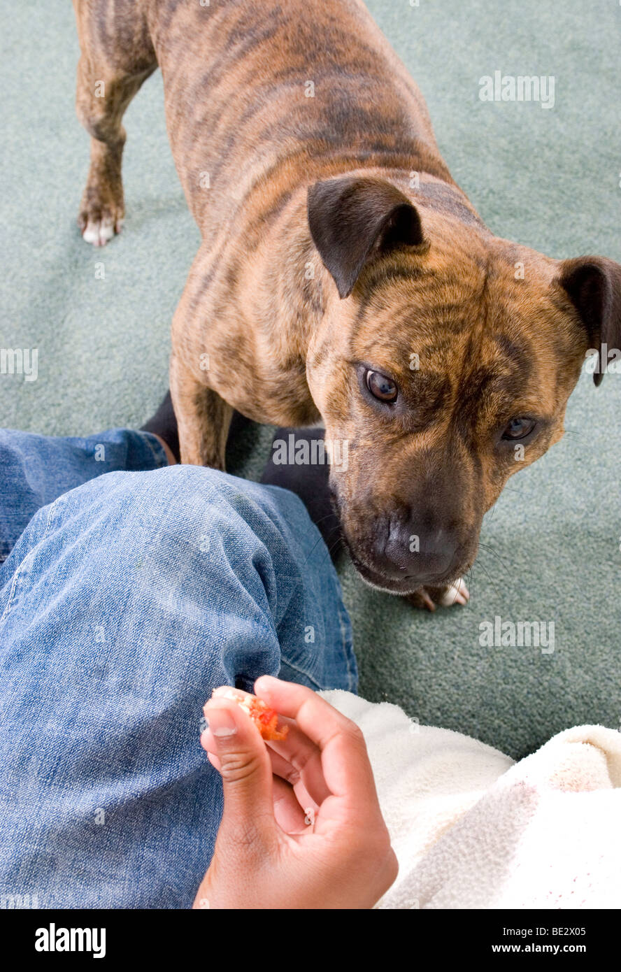 staffordshire bull terrier begging for piece of food in owners hand ...