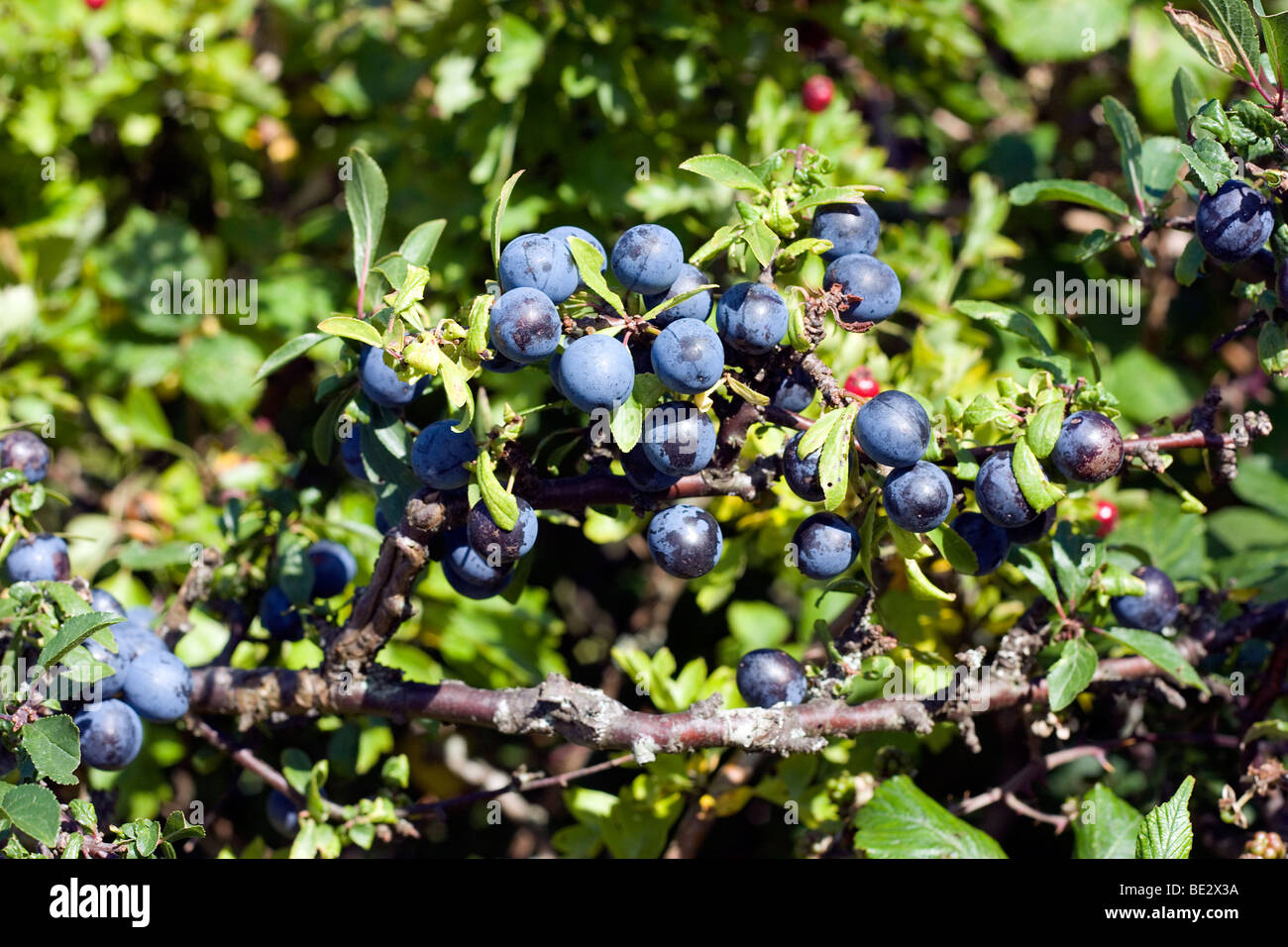 blackthorn Prunus spinosa hedgerow fruit sloe Stock Photo - Alamy