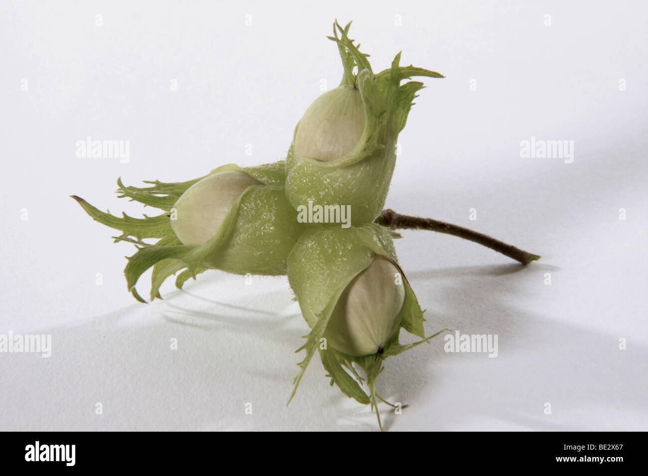 Closeup corylus avellana common hi-res stock photography and images - Alamy
