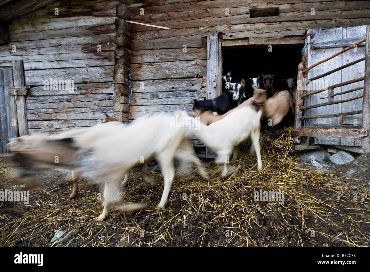 Goats running out to the stable of a mountain cabin, Inneralpbach ...