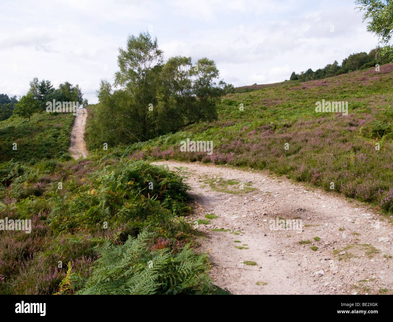 A path through heathland inside the basin of the Devil's Punchbowl ...
