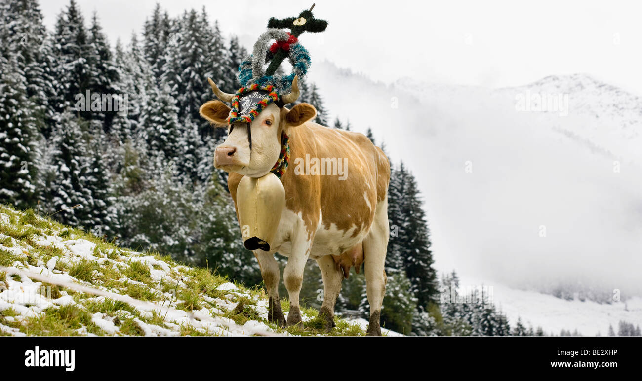 Almabtrieb, cattle drive from the mountain pasture, Alpbachtal ...