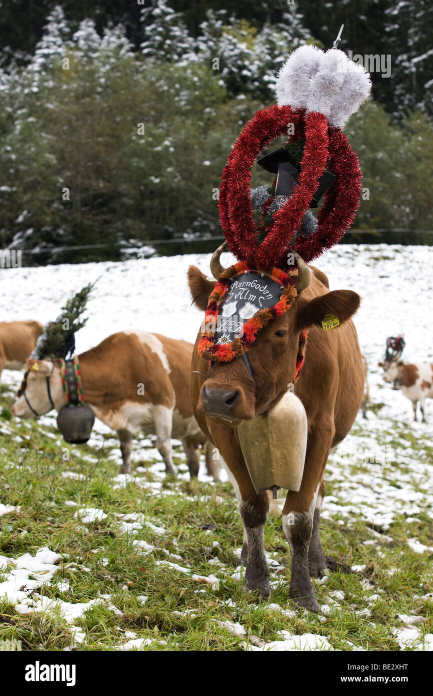 Almabtrieb, cattle drive from the mountain pasture, Alpbachtal ...