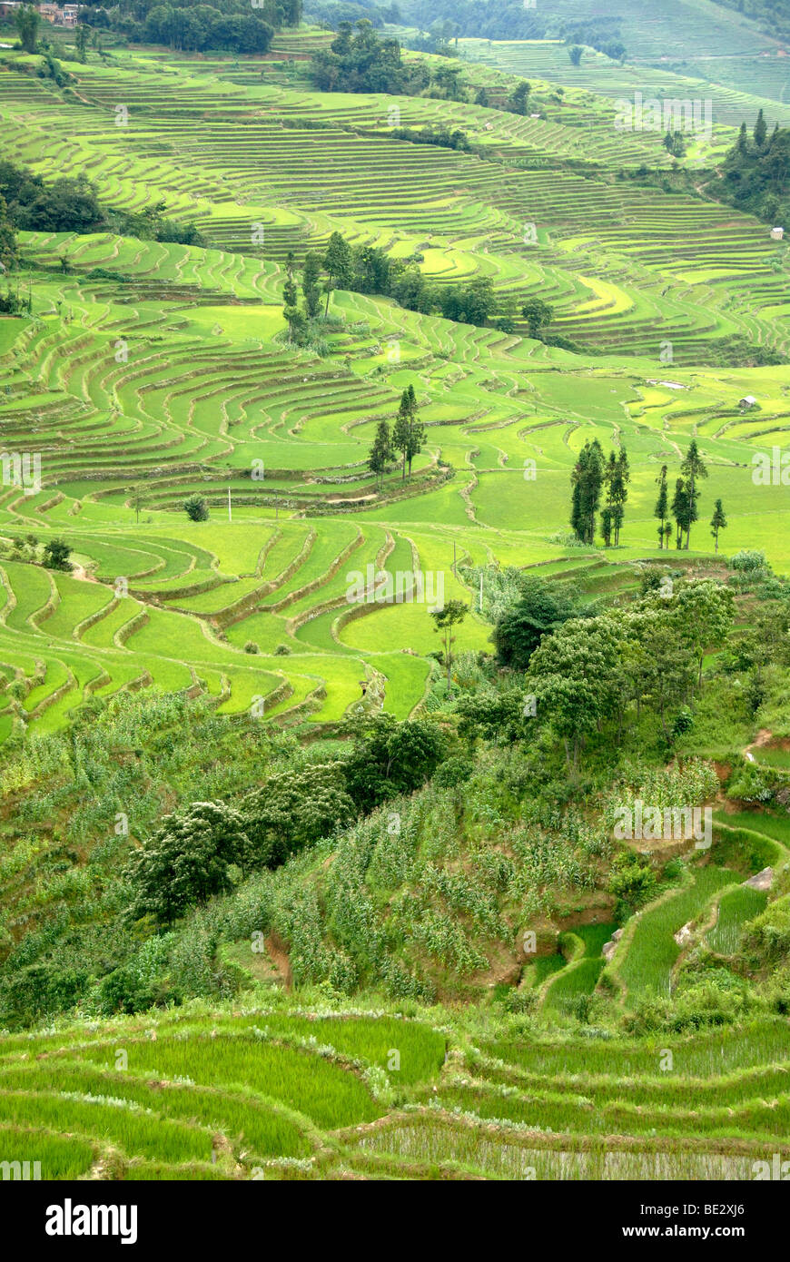 Green rice fields on the hillside, terraced rice fields, Yuanyang, in ...