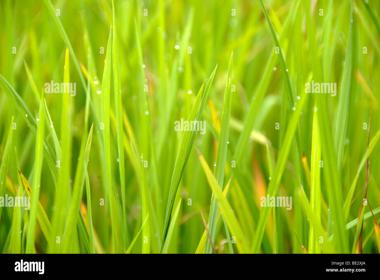 Rice, rice blades, stalks, Yuanyang, in Xinji, Yunnan Province, People ...