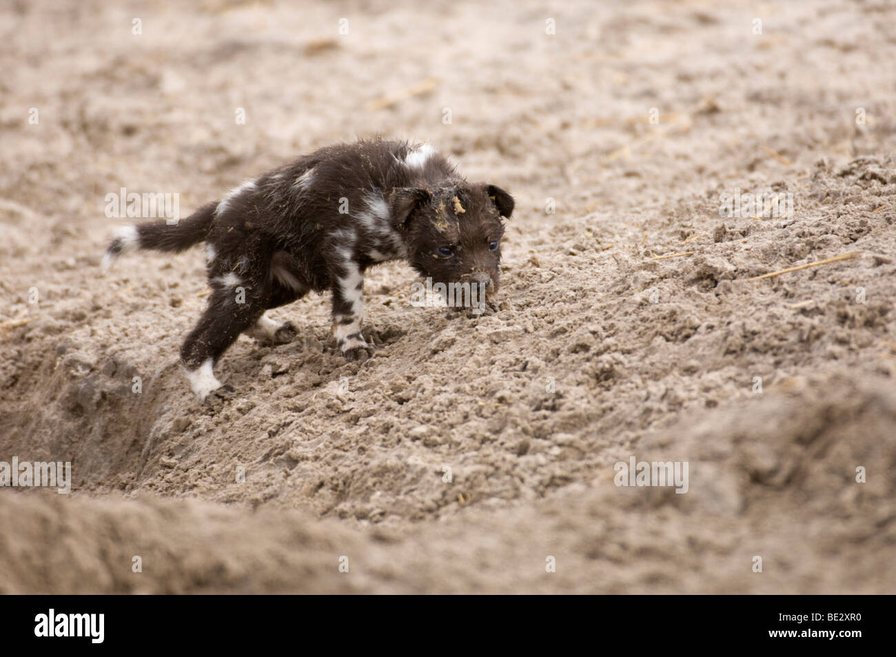 African wild dog baby hi-res stock photography and images - Alamy