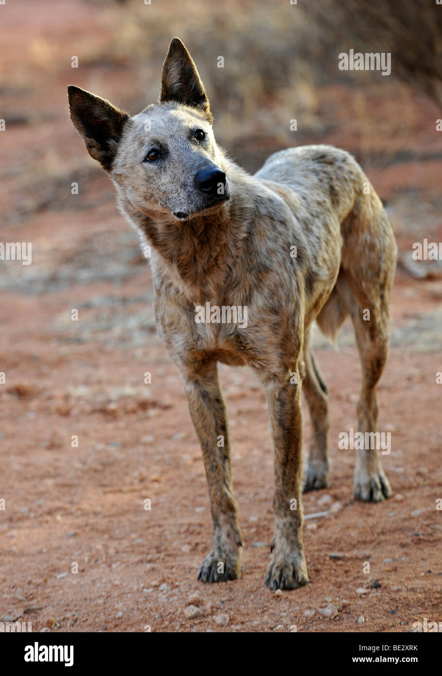 Dingo (Canis lupus dingo), Northern Territory, Australia Stock Photo ...