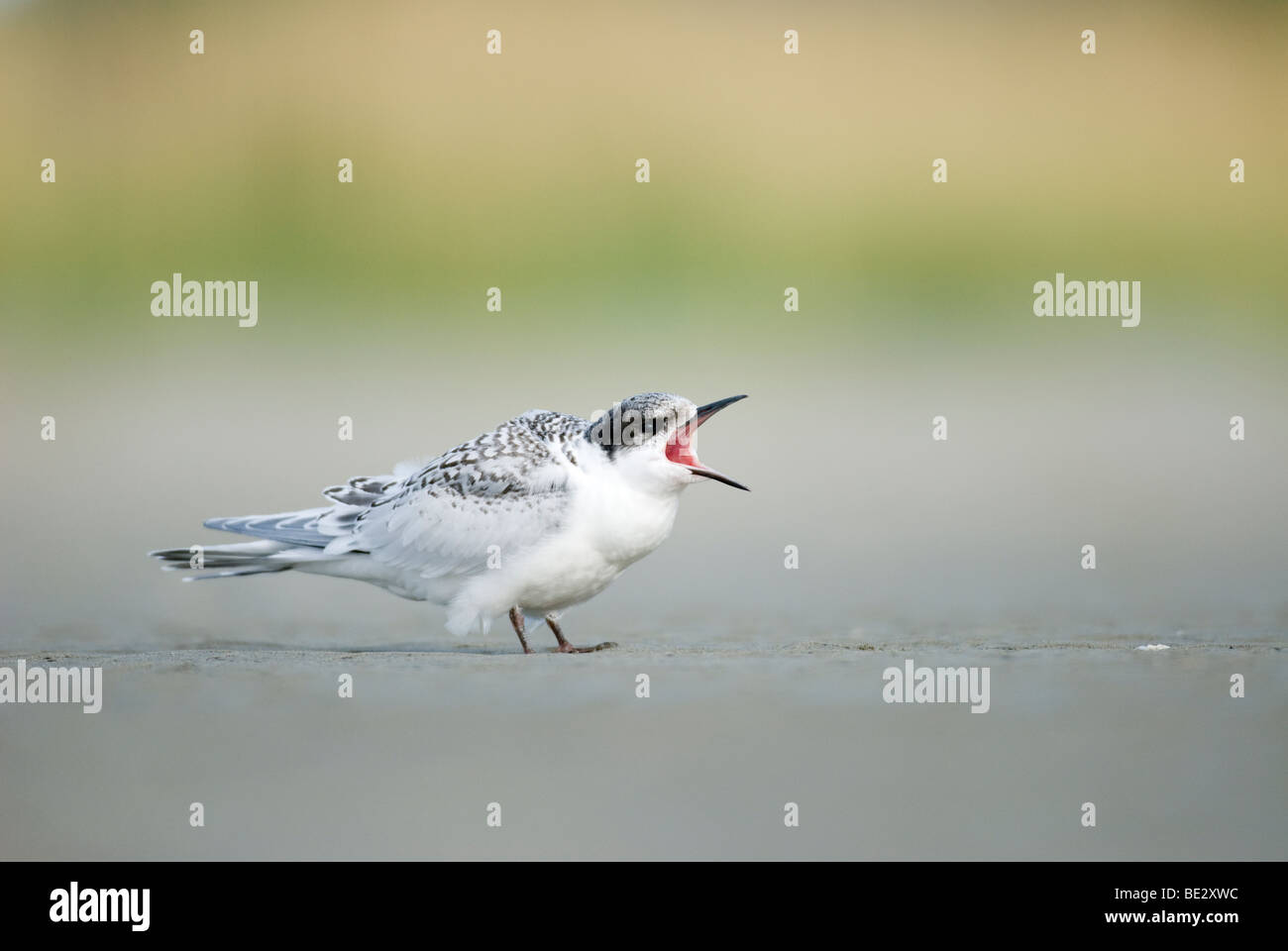 White fronted tern (Sterna striata) (Maori - Tara) juvenile calling for ...