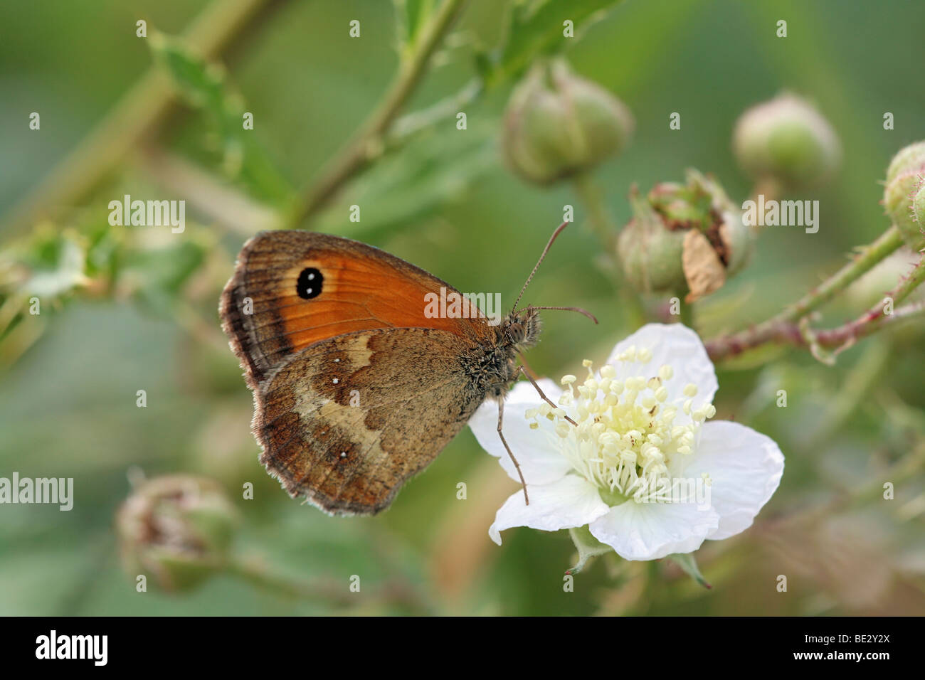 Tithonus High Resolution Stock Photography and Images - Alamy