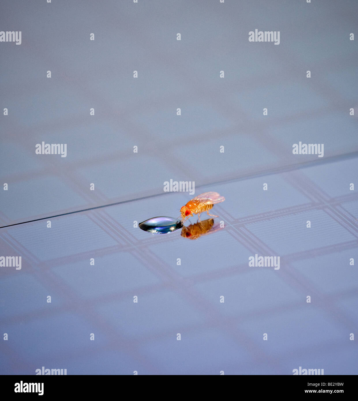 Single fruit fly hi-res stock photography and images - Alamy