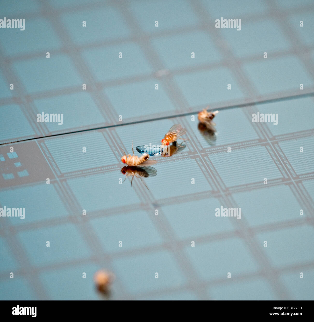 Fruit flies drinking water on a silicon plate Stock Photo - Alamy