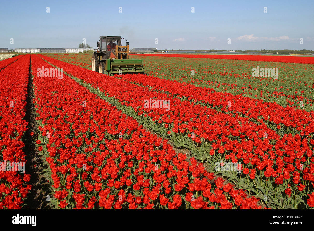 Dutch flowers hi-res stock photography and images - Alamy