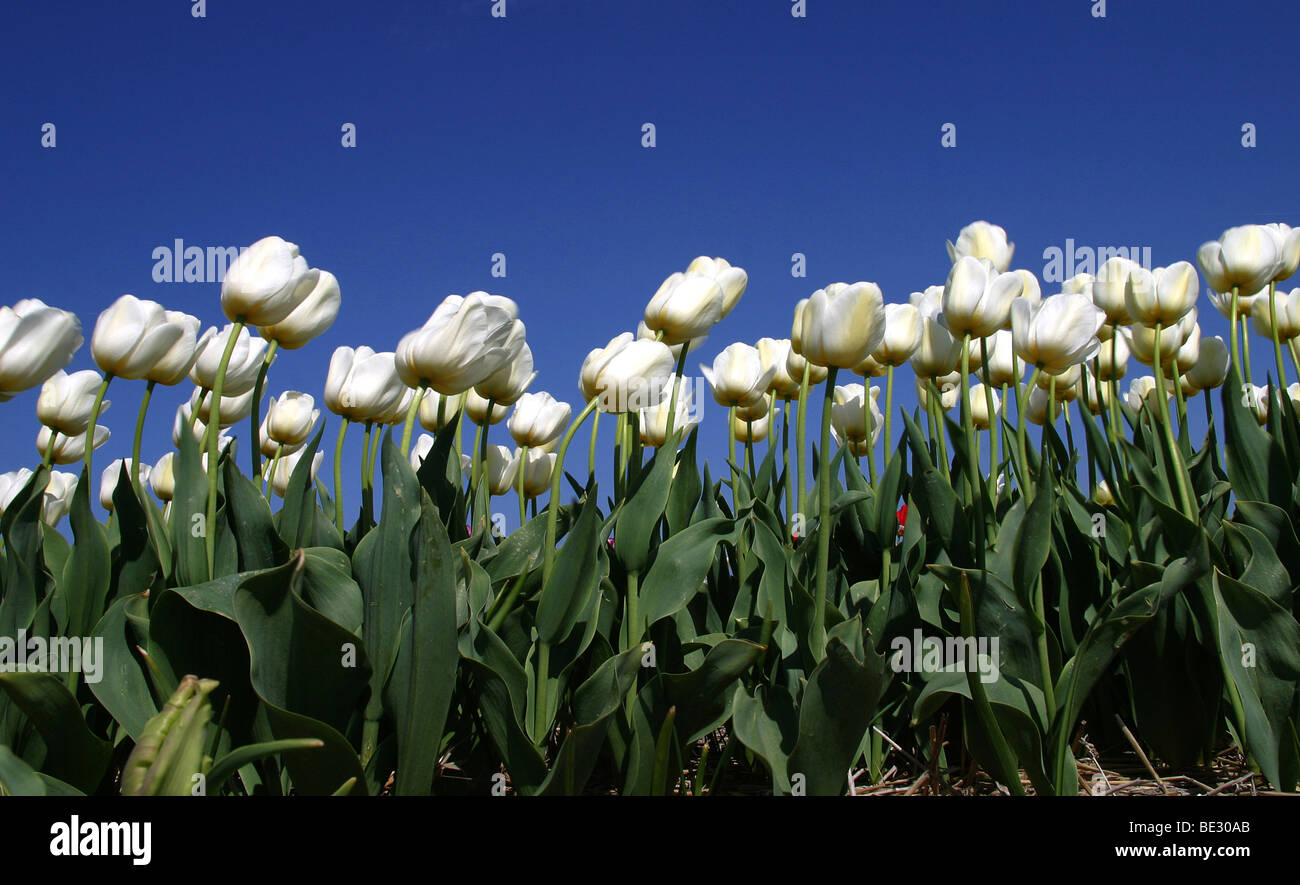 Dutch yellow flowers hi-res stock photography and images - Alamy